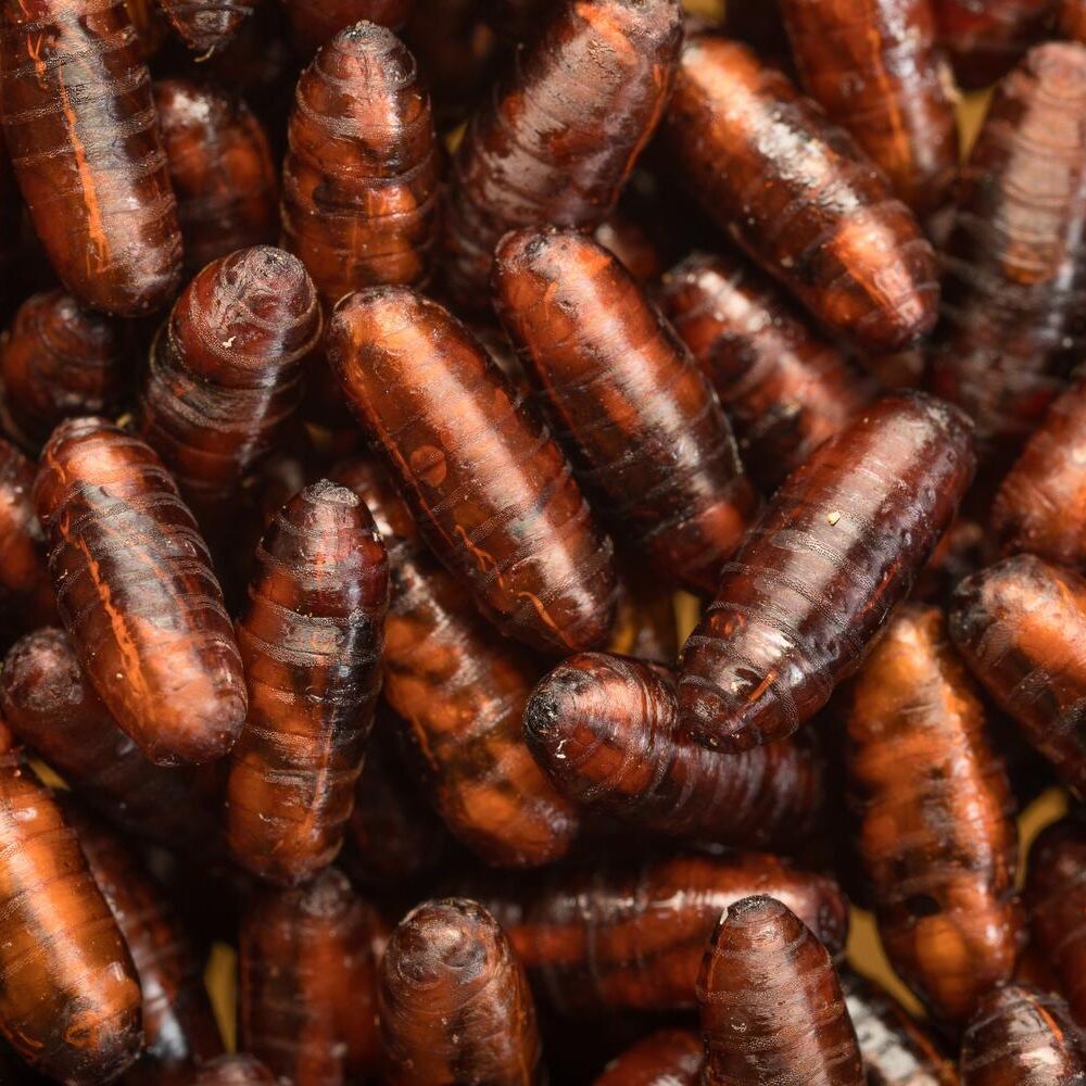 Biopar | Controllo delle mosche stabili | Vespe parassite (Muscidifurax ...