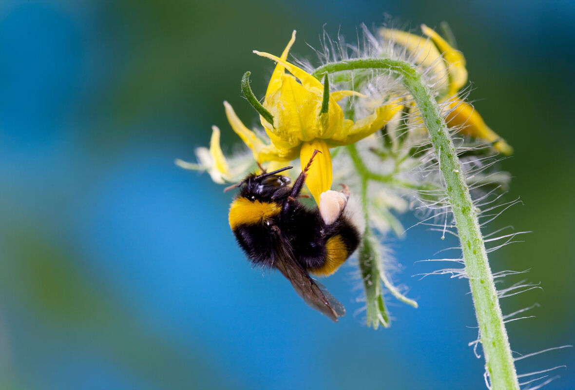 Informazioni essenziali sull'impollinazione alle alte temperature ...