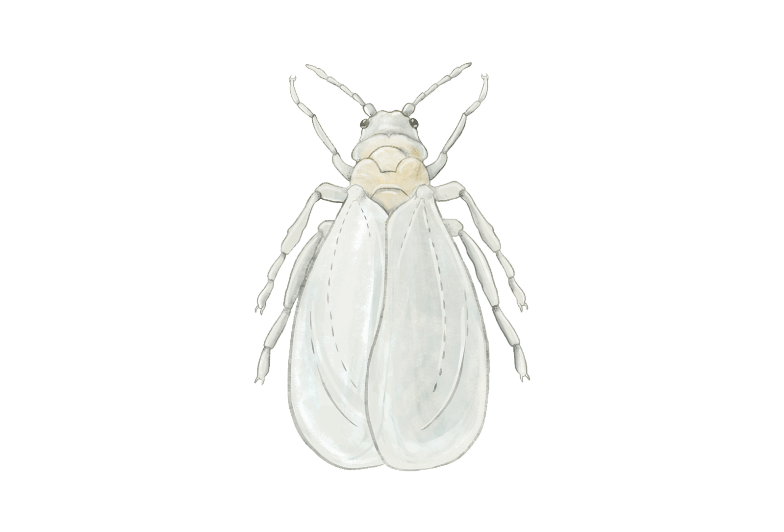 La mosca bianca - Biocontrollo, danni e ciclo di vita