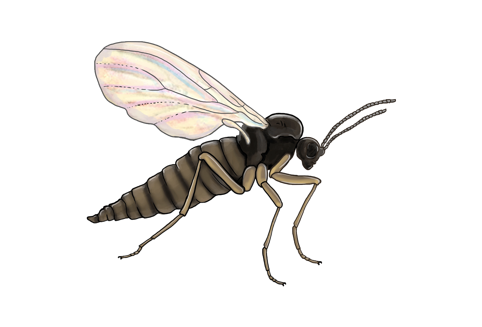 Mosche - Biocontrollo, danni e ciclo vitale