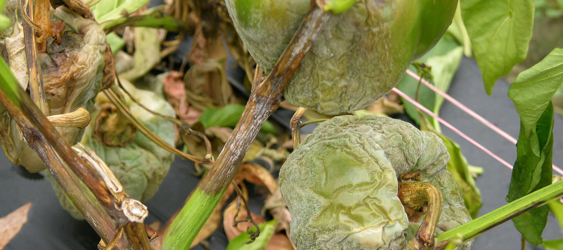 Peronospora del peperone - Prevenzione, controllo e danni