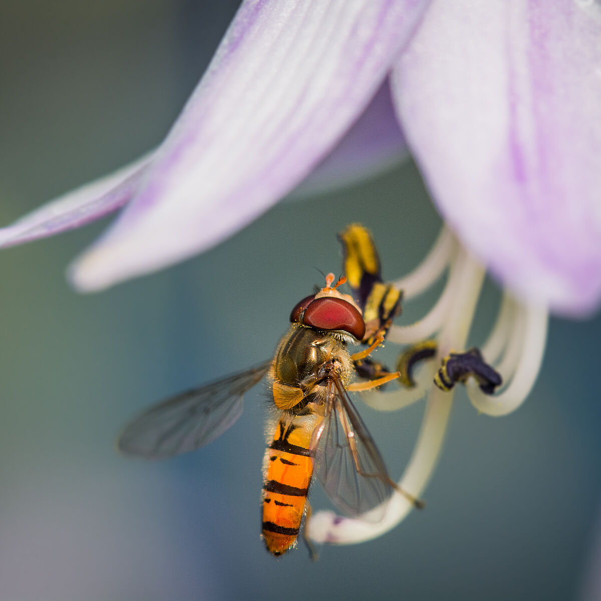 Syrphidend | Control Aphids with Hoverflies
