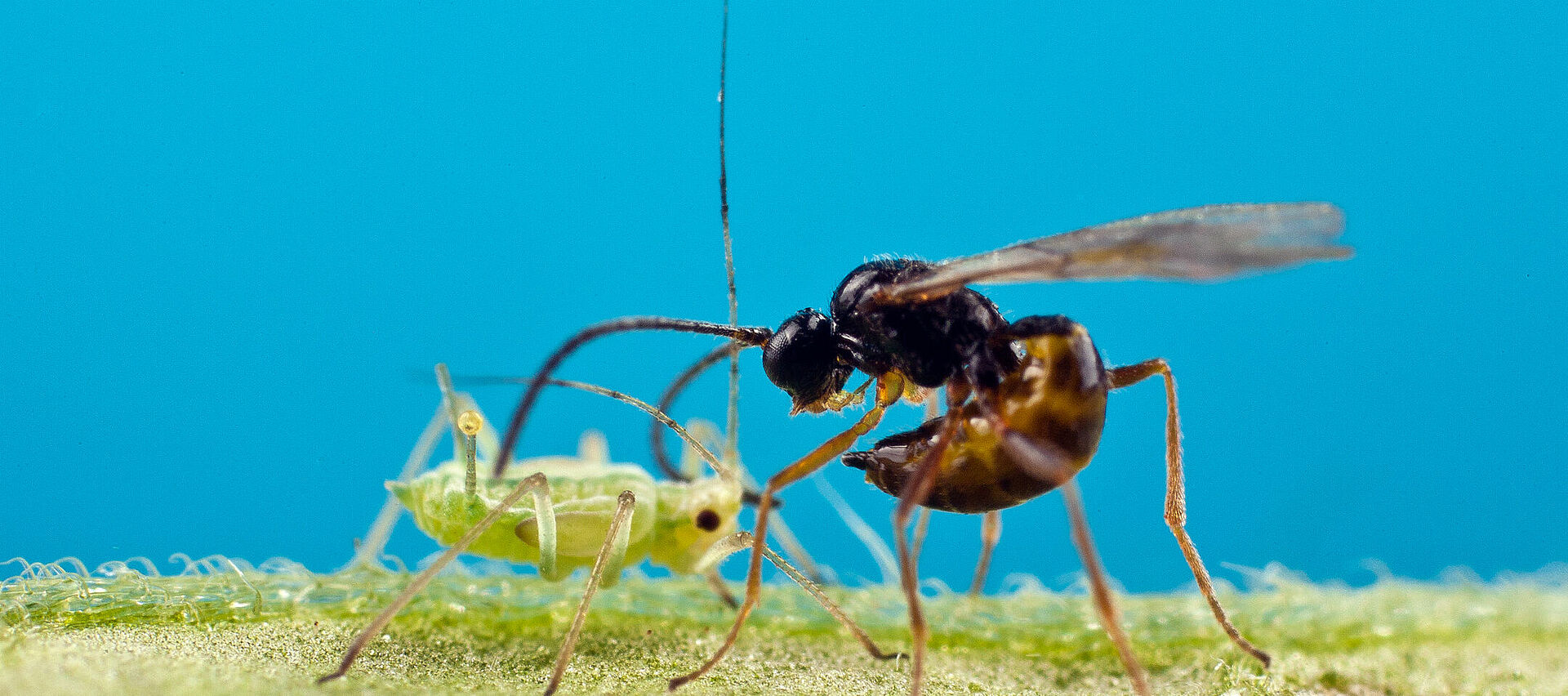 Aphidius colemani (Parassitoide): Controllo Biologico degli Afidi