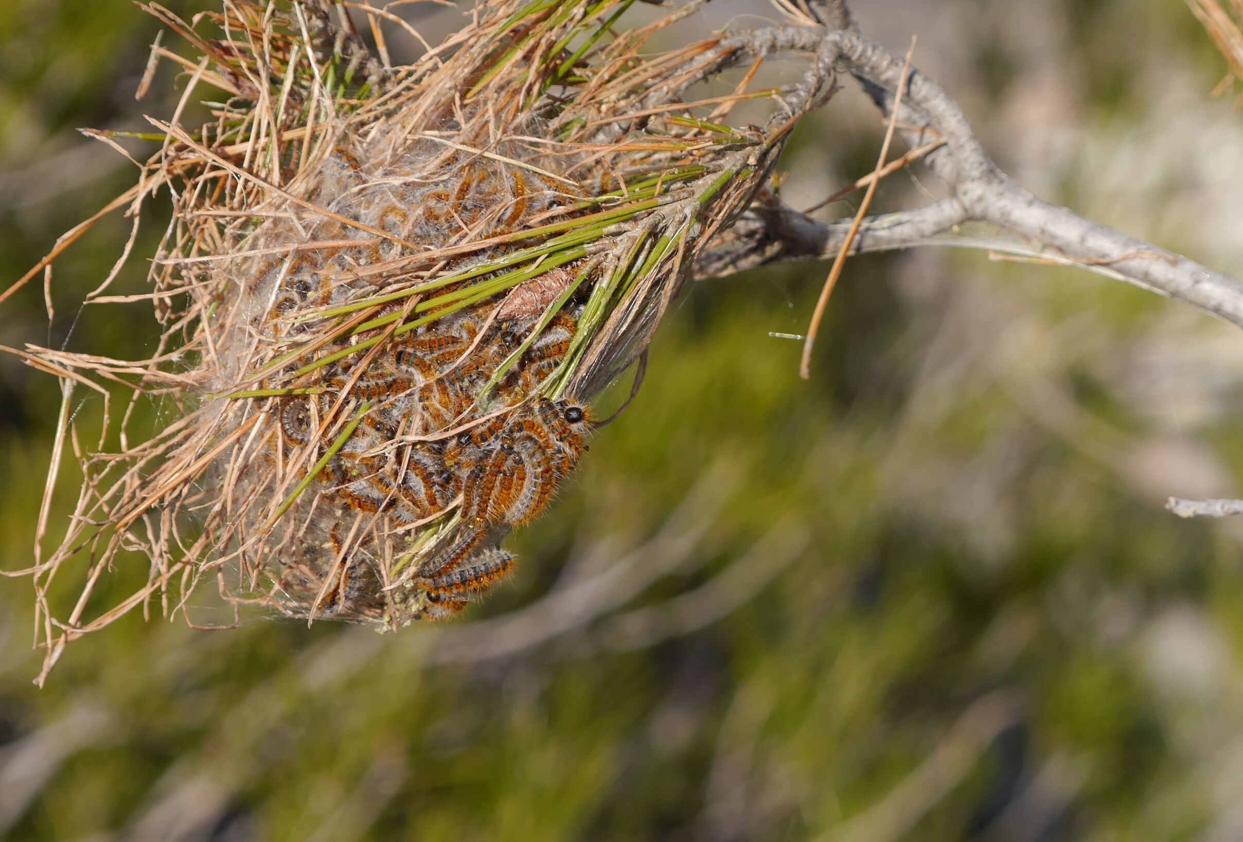 Falena della processionaria del pino - Biocontrollo, danni e ciclo vitale