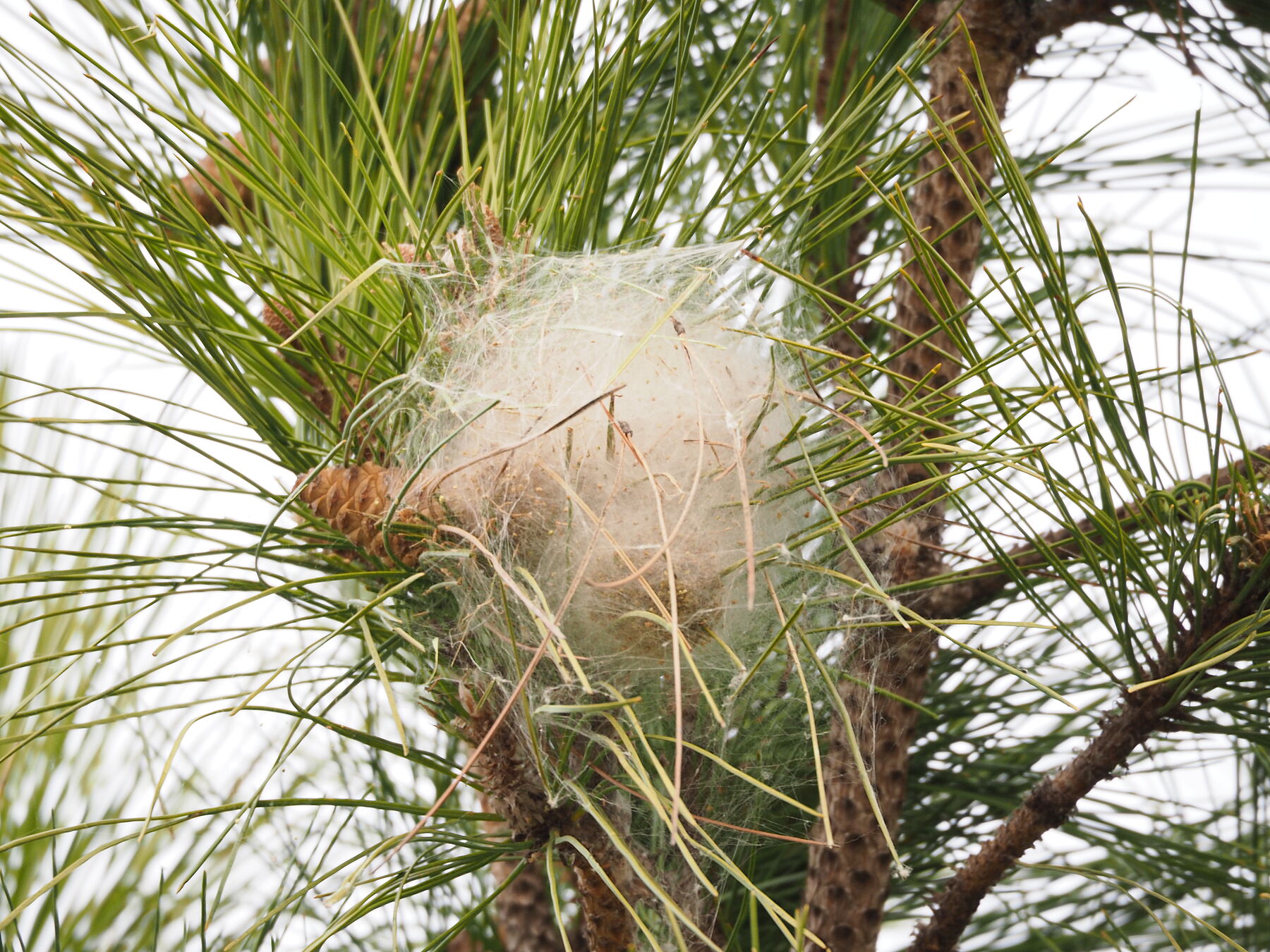 Falena della processionaria del pino - Biocontrollo, danni e ciclo vitale