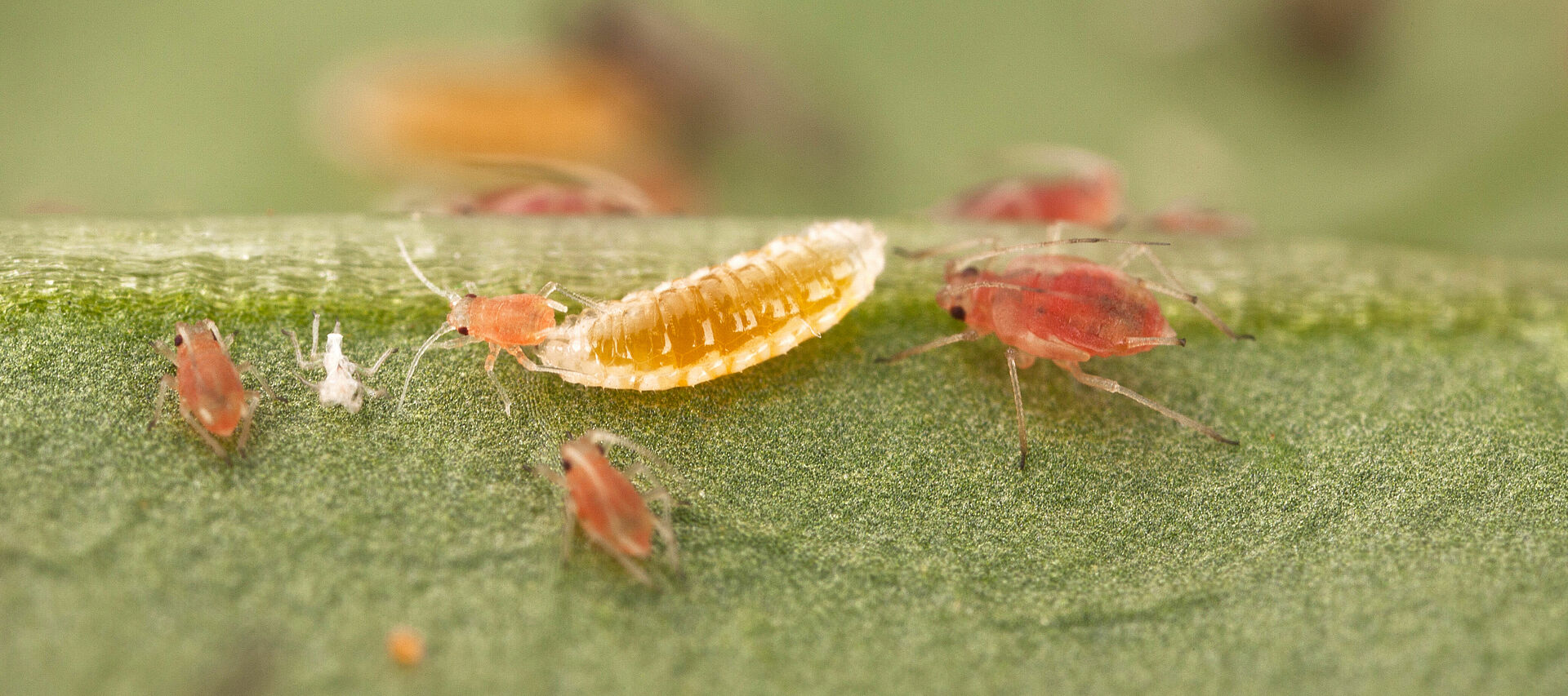 Afide aphidoletes aphidimyza - Cinipide predatore per il controllo ...