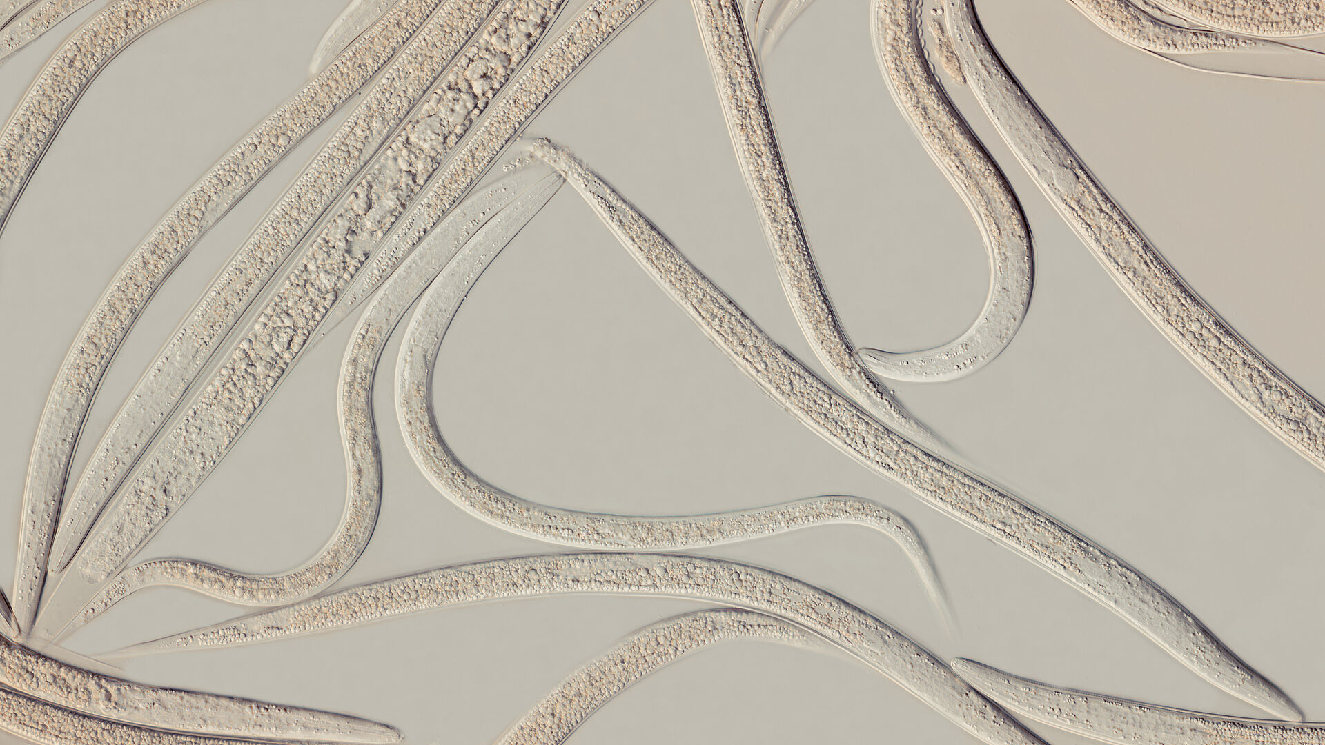 Nematodi benefici - Domande frequenti