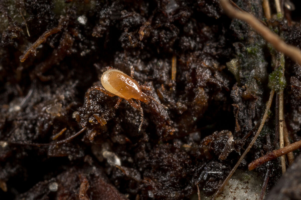 Macro-acaro | Controllo di tripidi e moscerini dei funghi | Acari ...