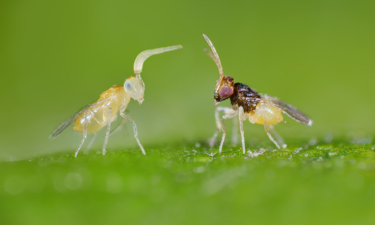 Enermix | Controllo delle mosche bianche | Vespe parassite