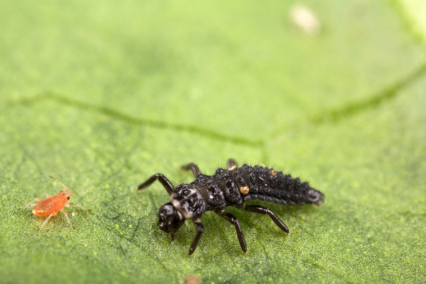 Adalia bipunctata - Coleottero Predatore per il controllo degli afidi