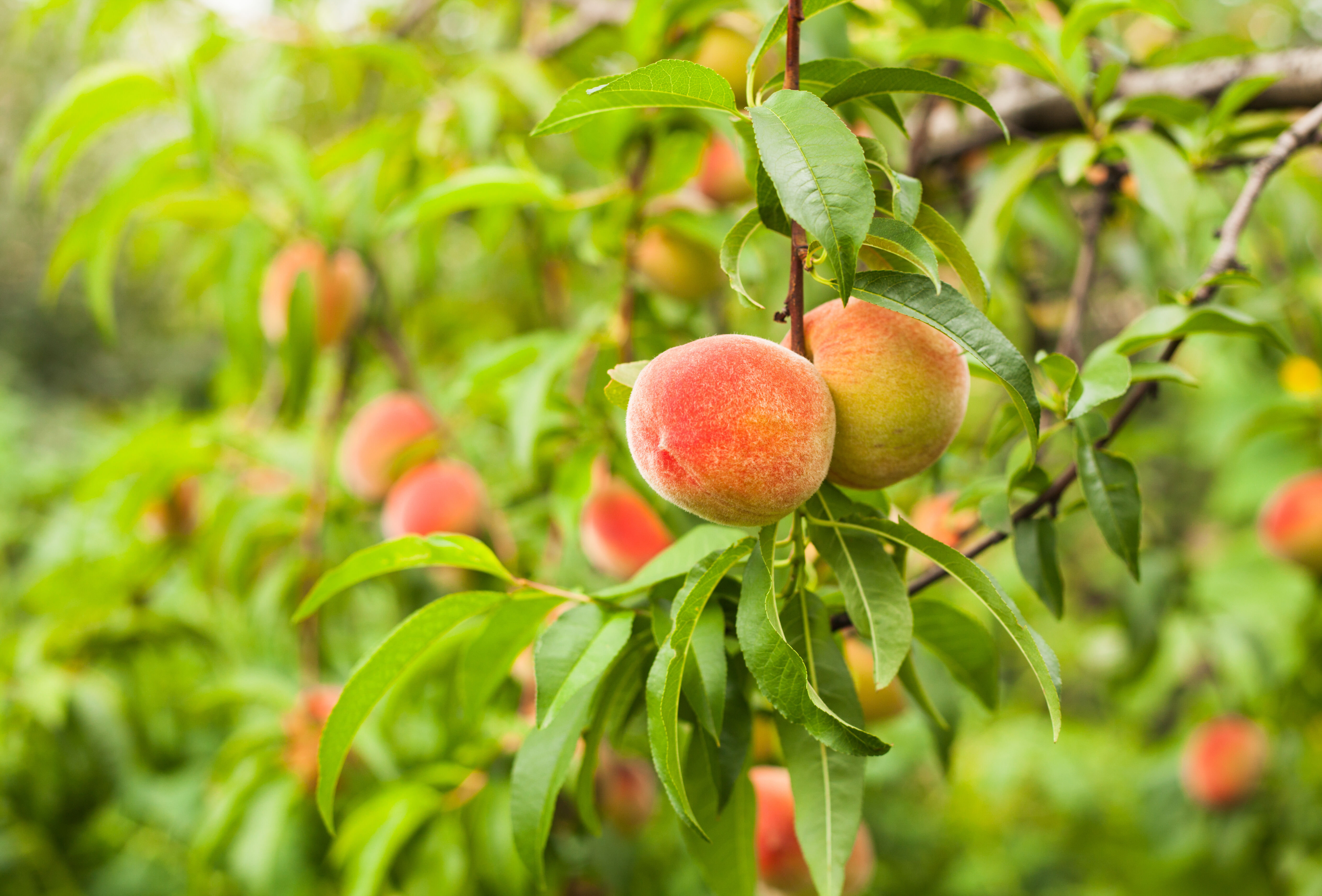 Pesco | Koppert Italia