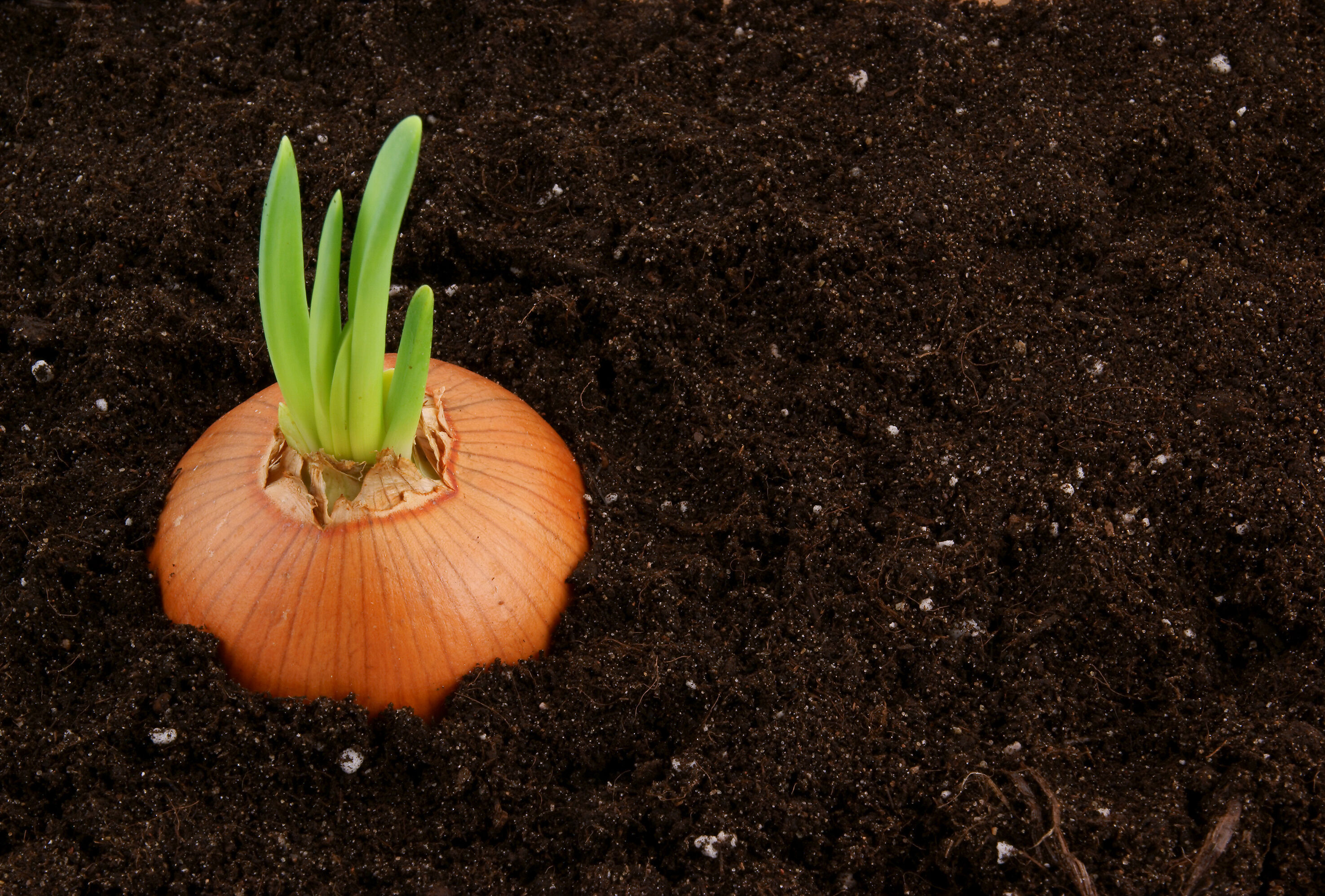 Cipolla | Koppert Italia