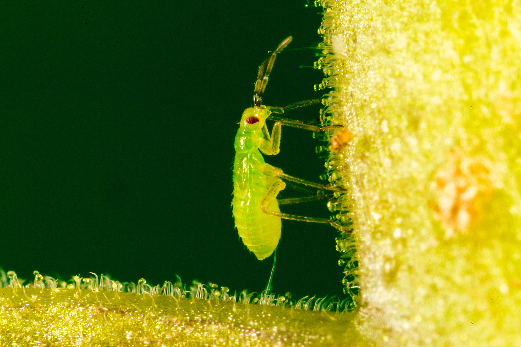 Nesidiocoris tenuis - Predatory Bug for Pest Control