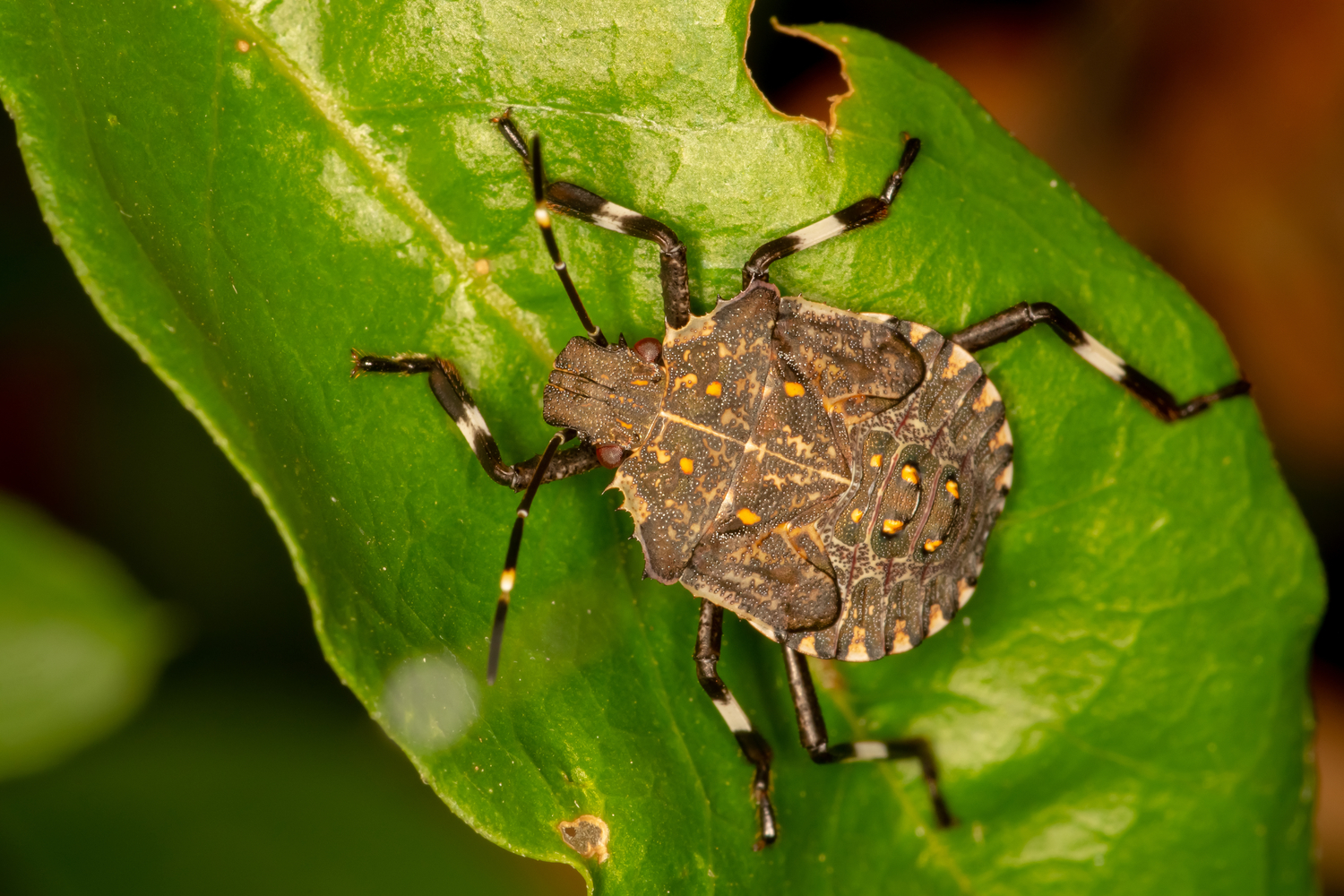 Cimice marmorata bruna - Biocontrollo, danni e ciclo vitale