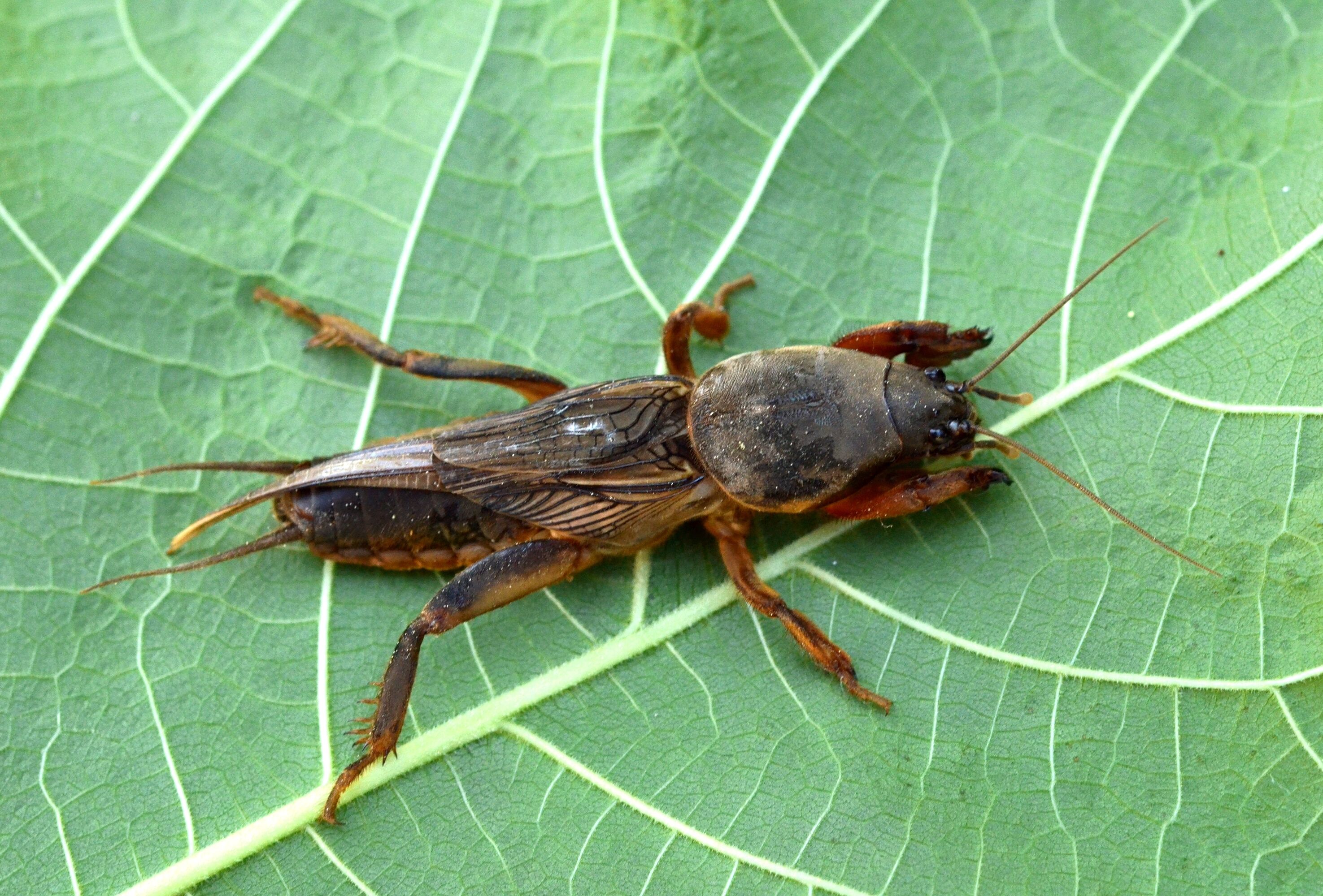 Grilli - Biocontrollo, danni e ciclo di vita