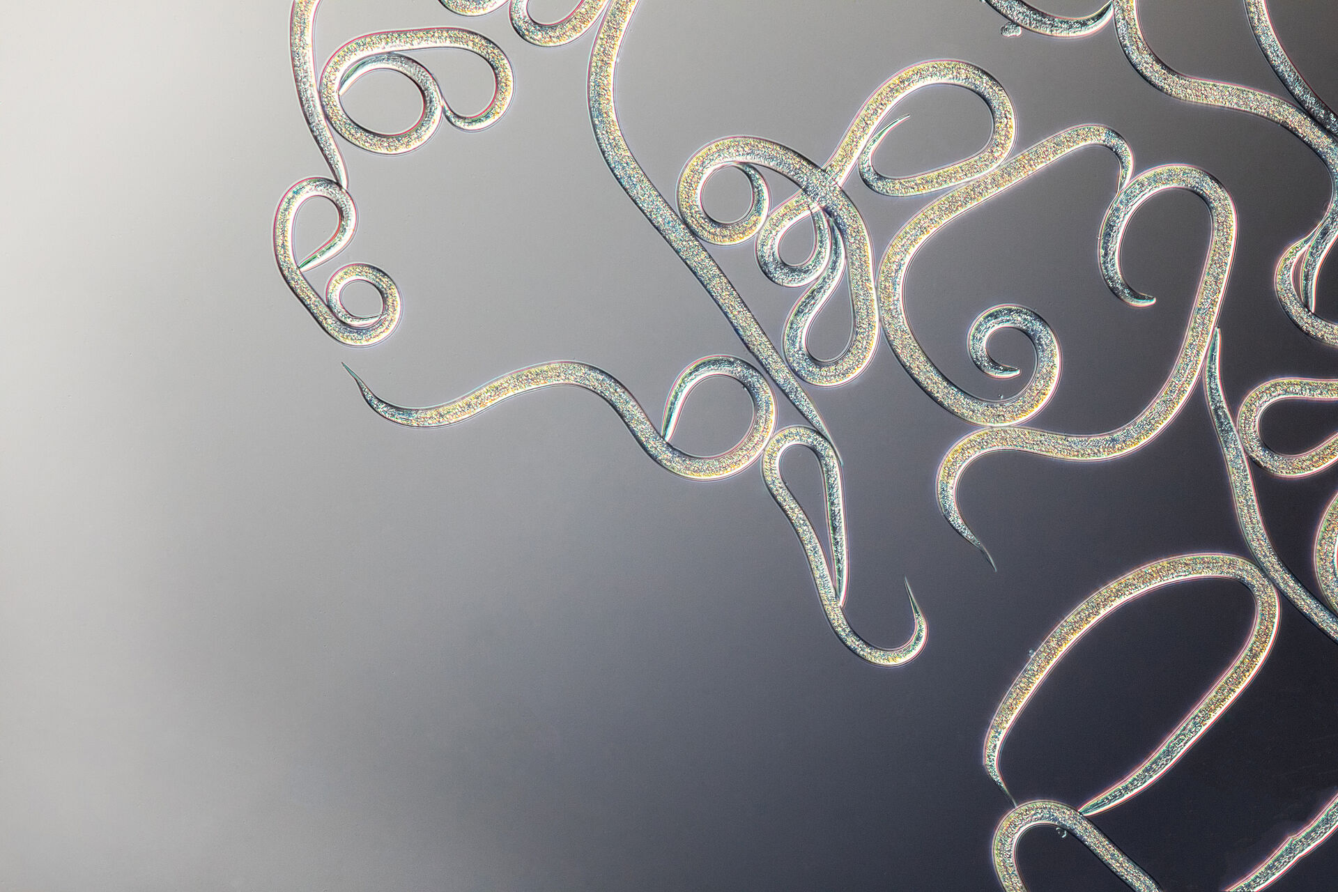 Nematodi benefici - Domande frequenti