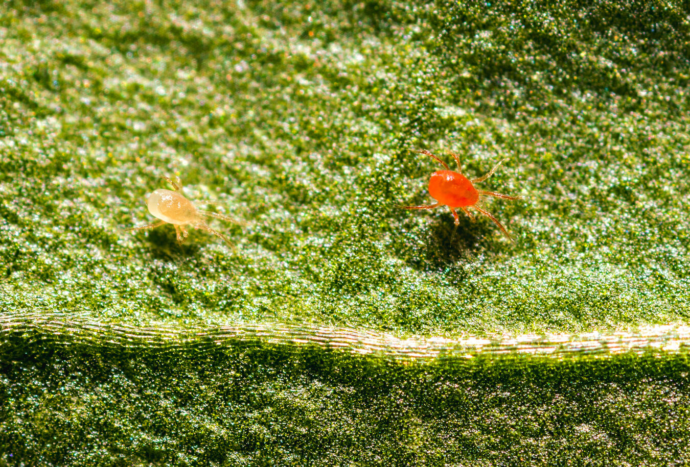 Tetrago: l'evoluzione di Spidex Vital per il controllo del ragnetto ...