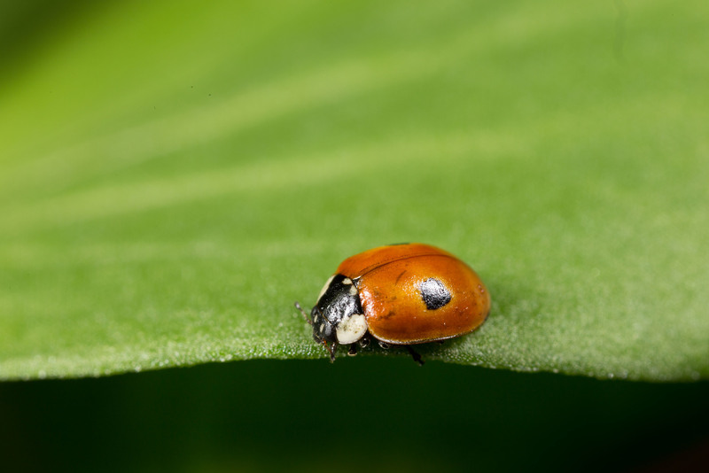 Adalia bipunctata - Coleottero Predatore per il controllo degli afidi
