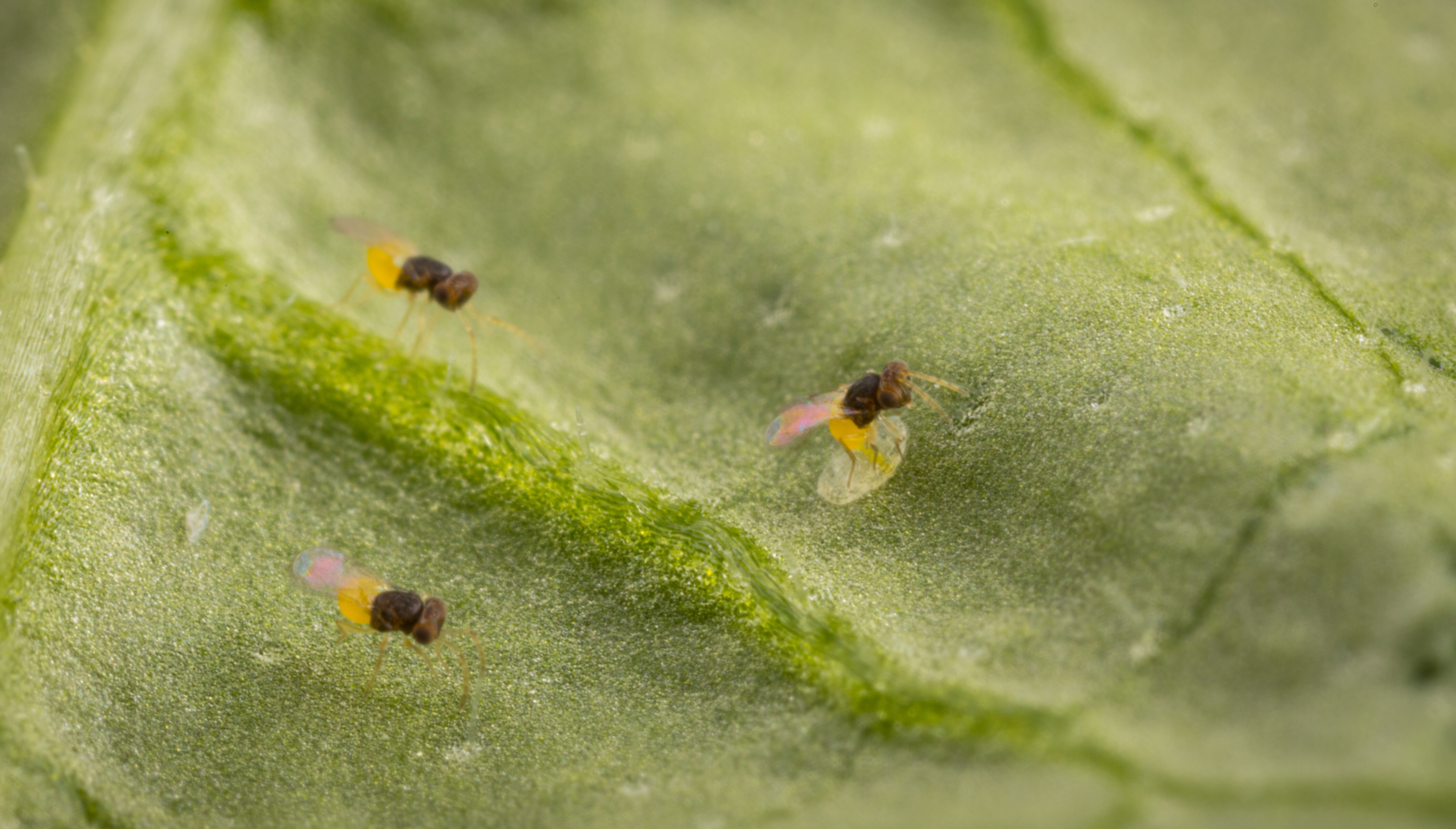 En-Strip | Controllo delle mosche bianche | Vespe parassite (Encarsia ...
