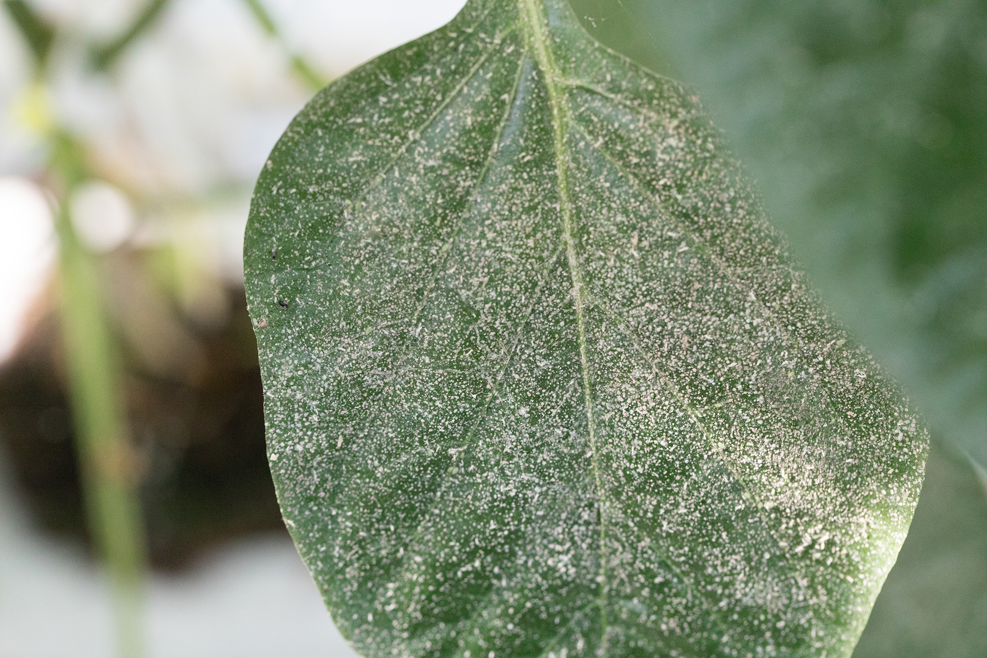 Afide verde del pesco - Biocontrollo, danni e ciclo vitale