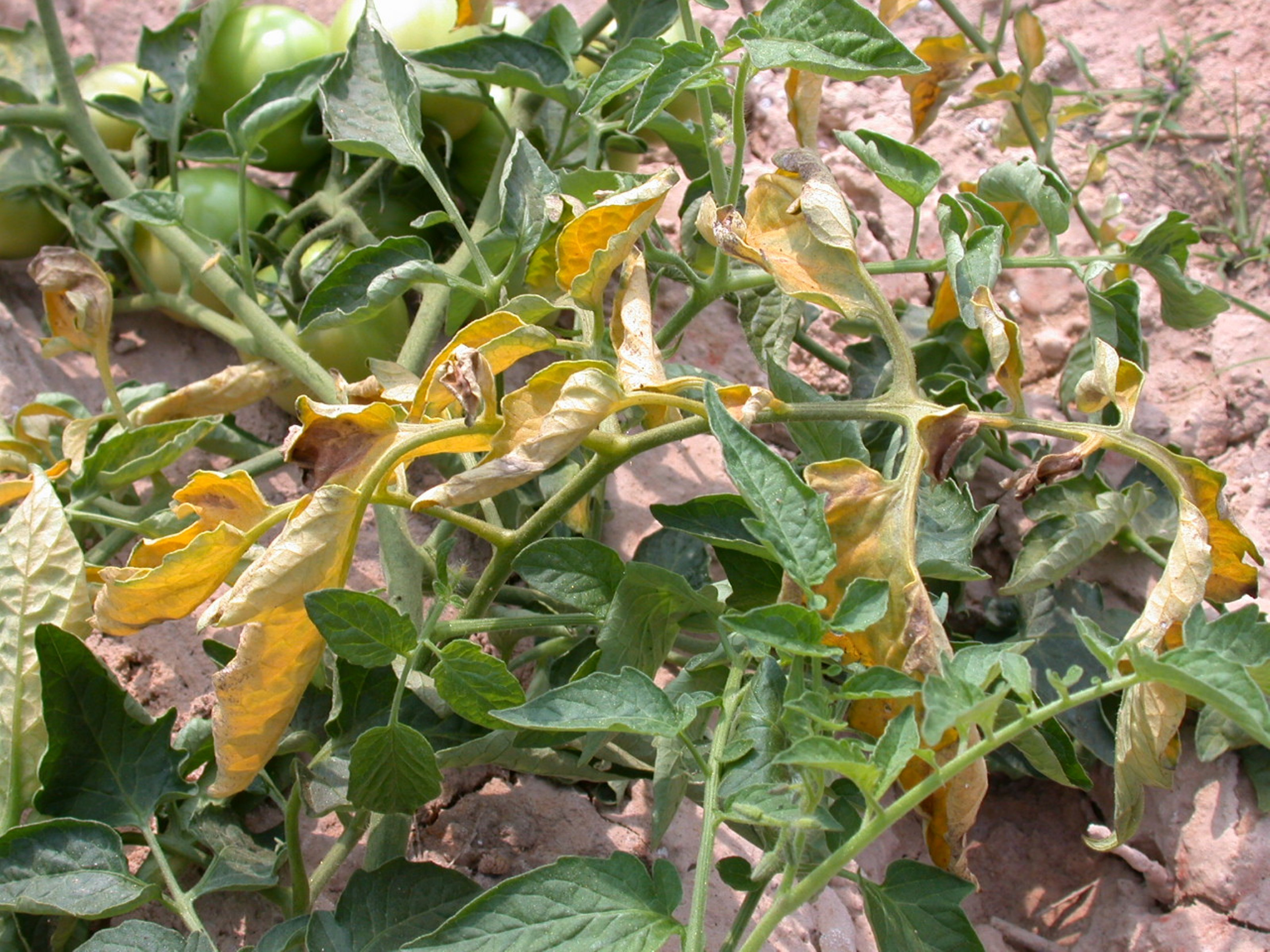 Fusarium spp - Prevenzione, controllo e danni