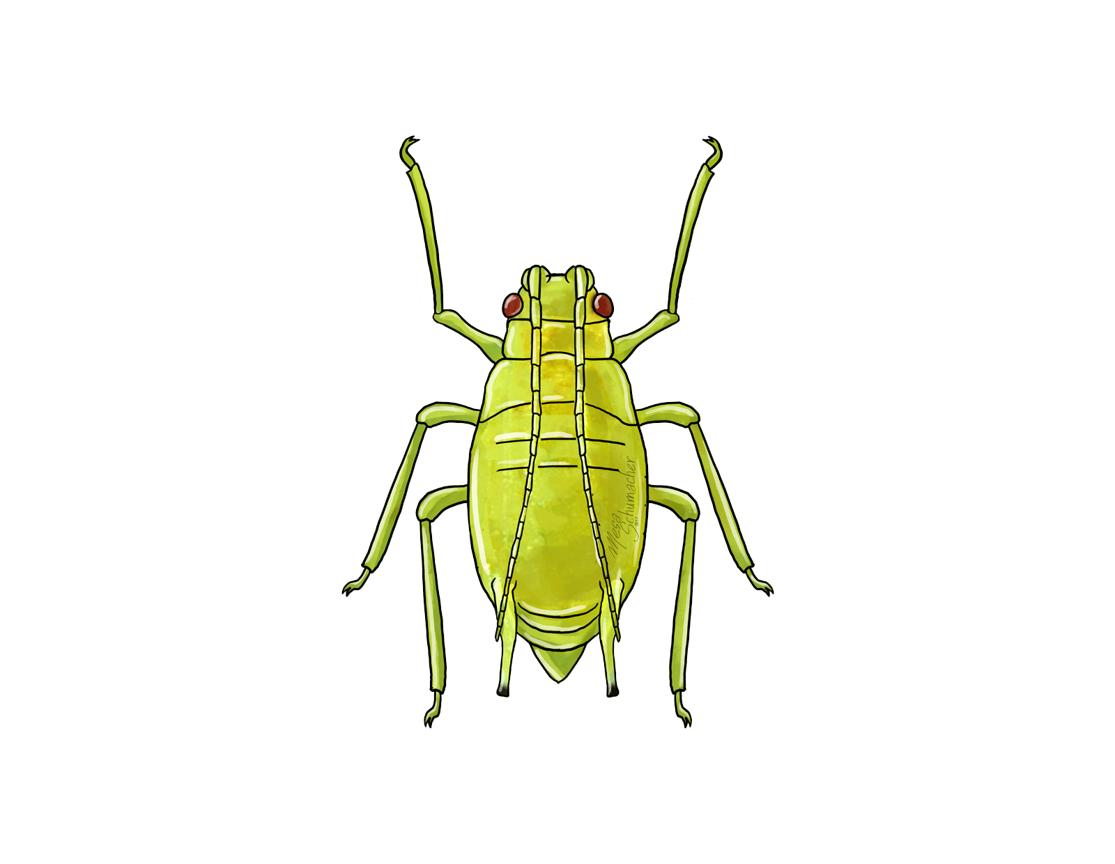 Afidi - Biocontrollo, danni e ciclo di vita